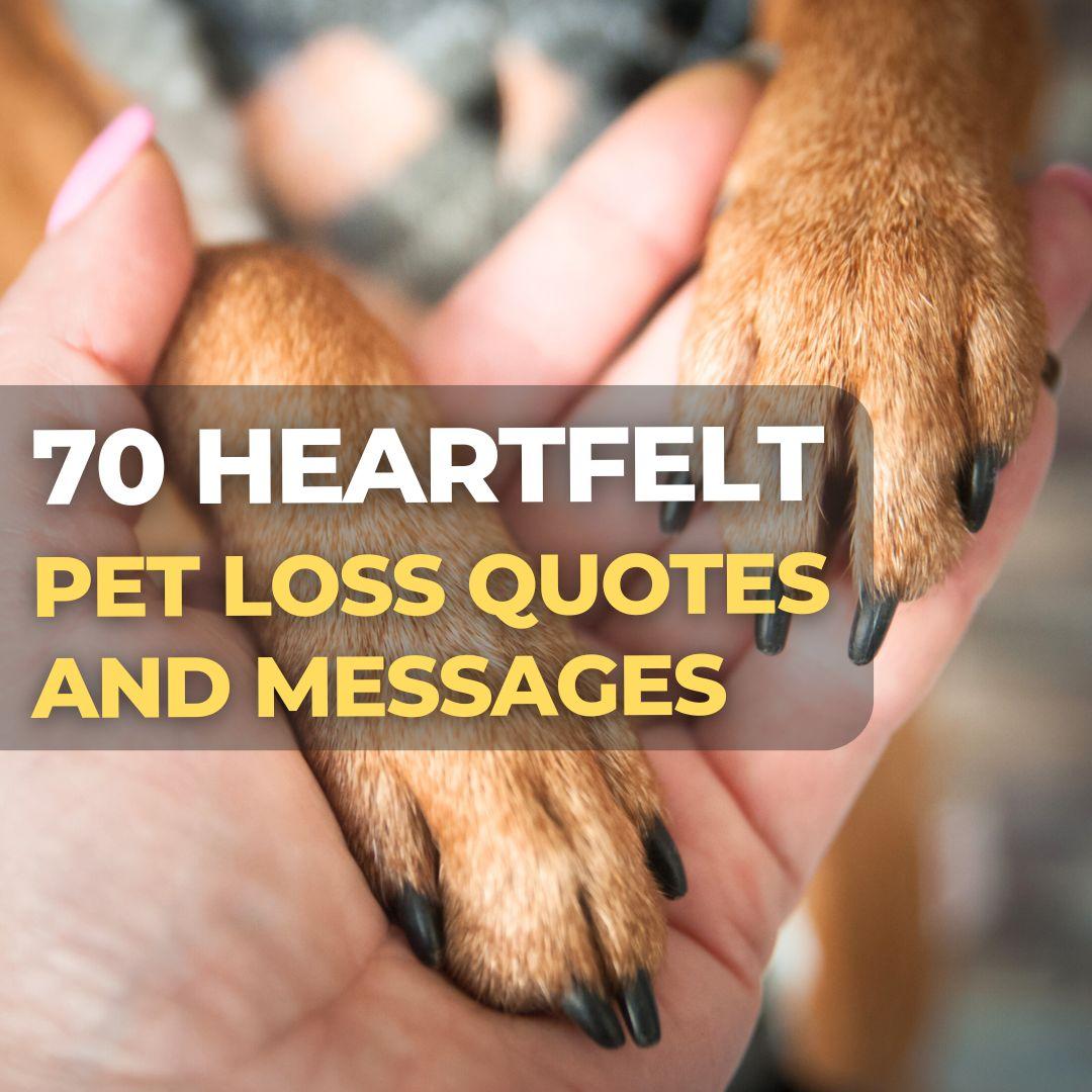 70 Heartfelt Pet Loss Quotes & Messages for Grief & Support — Make Memento